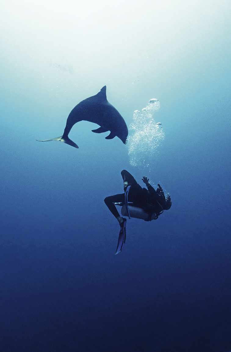 Vad kan delfiner lära oss om relationer? - Modern Psykologi