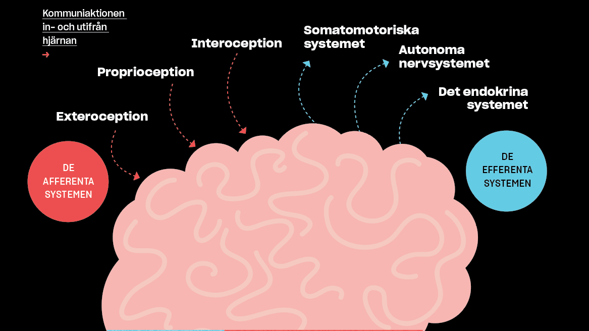 Så kommunicerar hjärnan med kroppen och omvärlden - Modern Psykologi